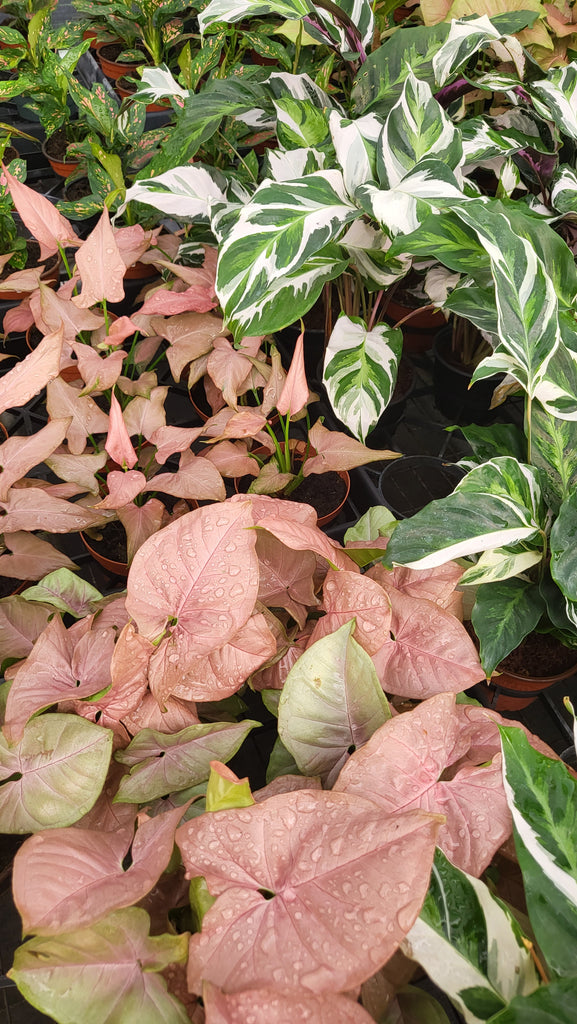 Why Gen Z Bought Houseplants During Pandemic – Coollective Plants