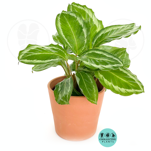 4" Calathea Bicajoux "Gecko" – Coollective Plants