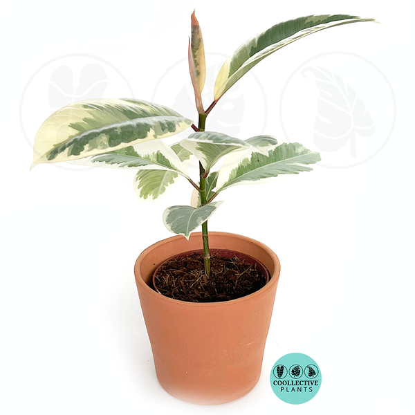Ficus Tineke Variegated – Coollective Plants