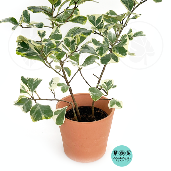 Ficus Triangularis – Coollective Plants