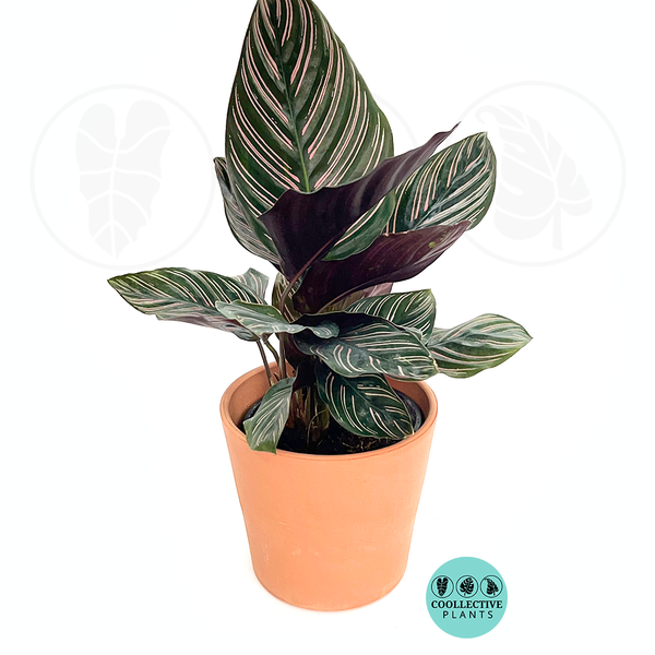 Calathea Ornata (PINK STRIPPED) – Coollective Plants