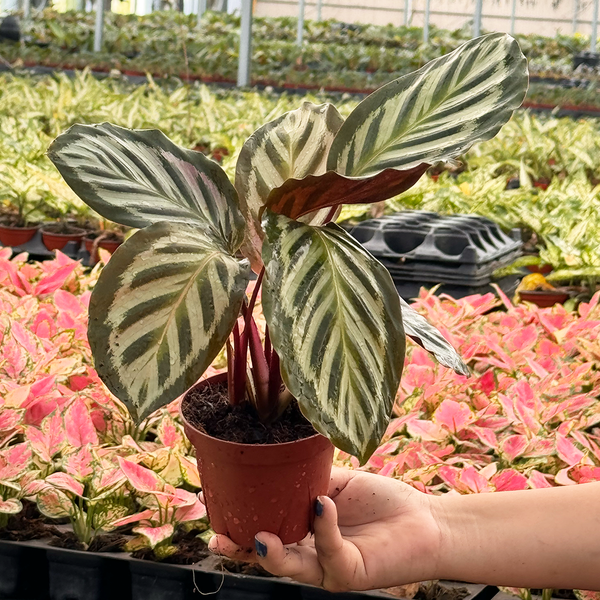 Calathea Cora – Coollective Plants