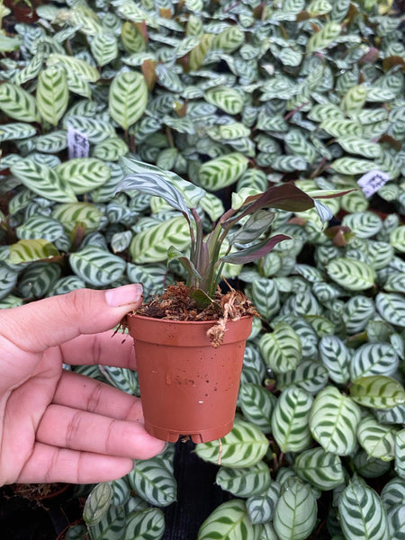 Calathea Burle Marx – Coollective Plants