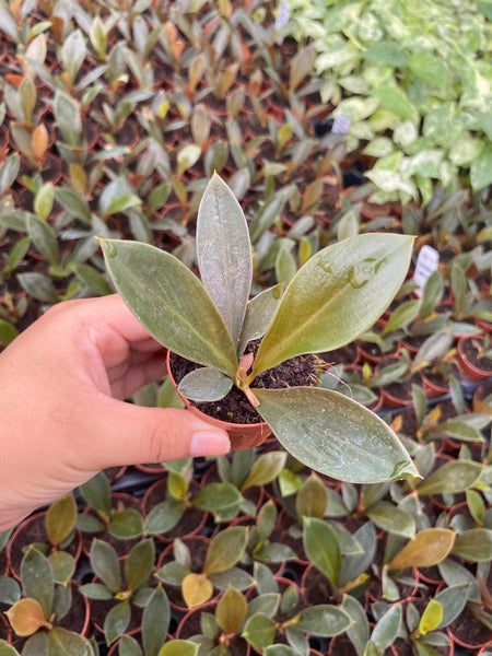 Philodendron Linnaei Kunth 2 Inch Plant | Rare Tropical Climber ...