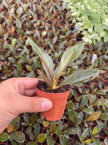 Philodendron Linnaei Kunth 2 Inch Plant | Rare Tropical Climber ...