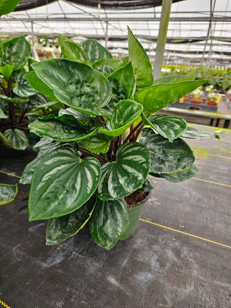 4" Peperomia Ecuador – Coollective Plants