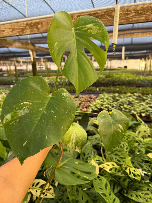 Monstera Mint – Coollective Plants