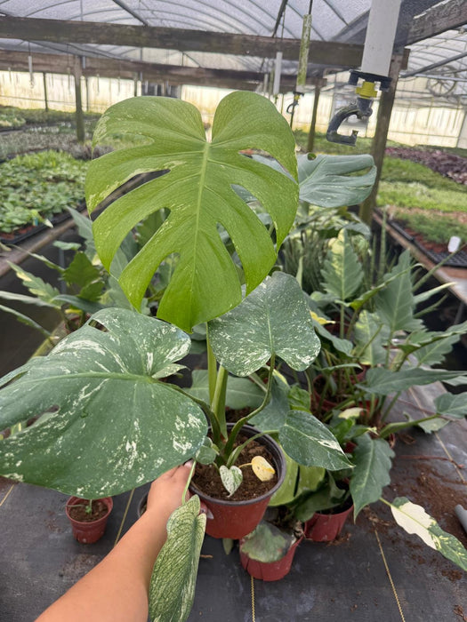 Monstera Mint – Coollective Plants