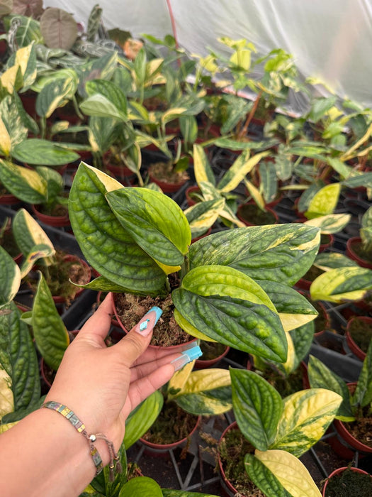 Monstera Peru Variegated – Rare Variegated Monstera Karstenianum Indoo ...