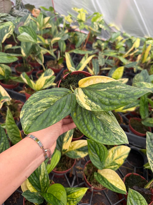 Monstera Peru Variegated – Rare Variegated Monstera Karstenianum Indoo ...