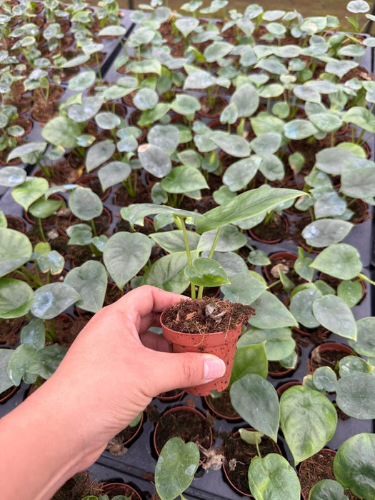 Alocasia Likiwan (Rare Plant) – Live Indoor Houseplant – Easy Care Tro ...