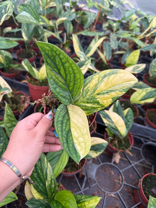 Monstera Peru Variegated – Rare Variegated Monstera Karstenianum Indoo ...