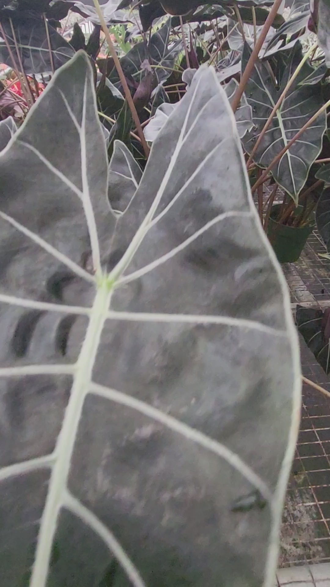 6" Alocasia Longiloba 'Dragon Tooth' – Coollective Plants
