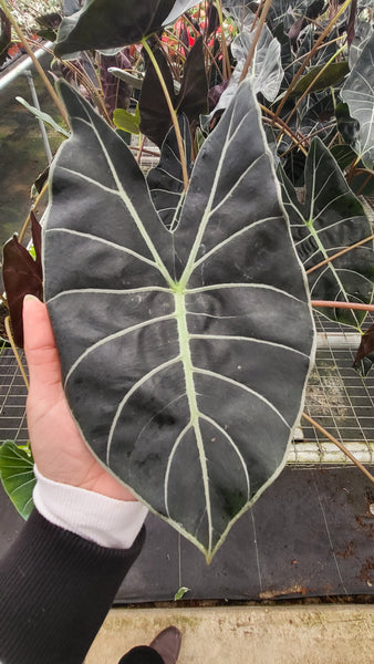 Alocasia Dragon Tooth – Coollective Plants