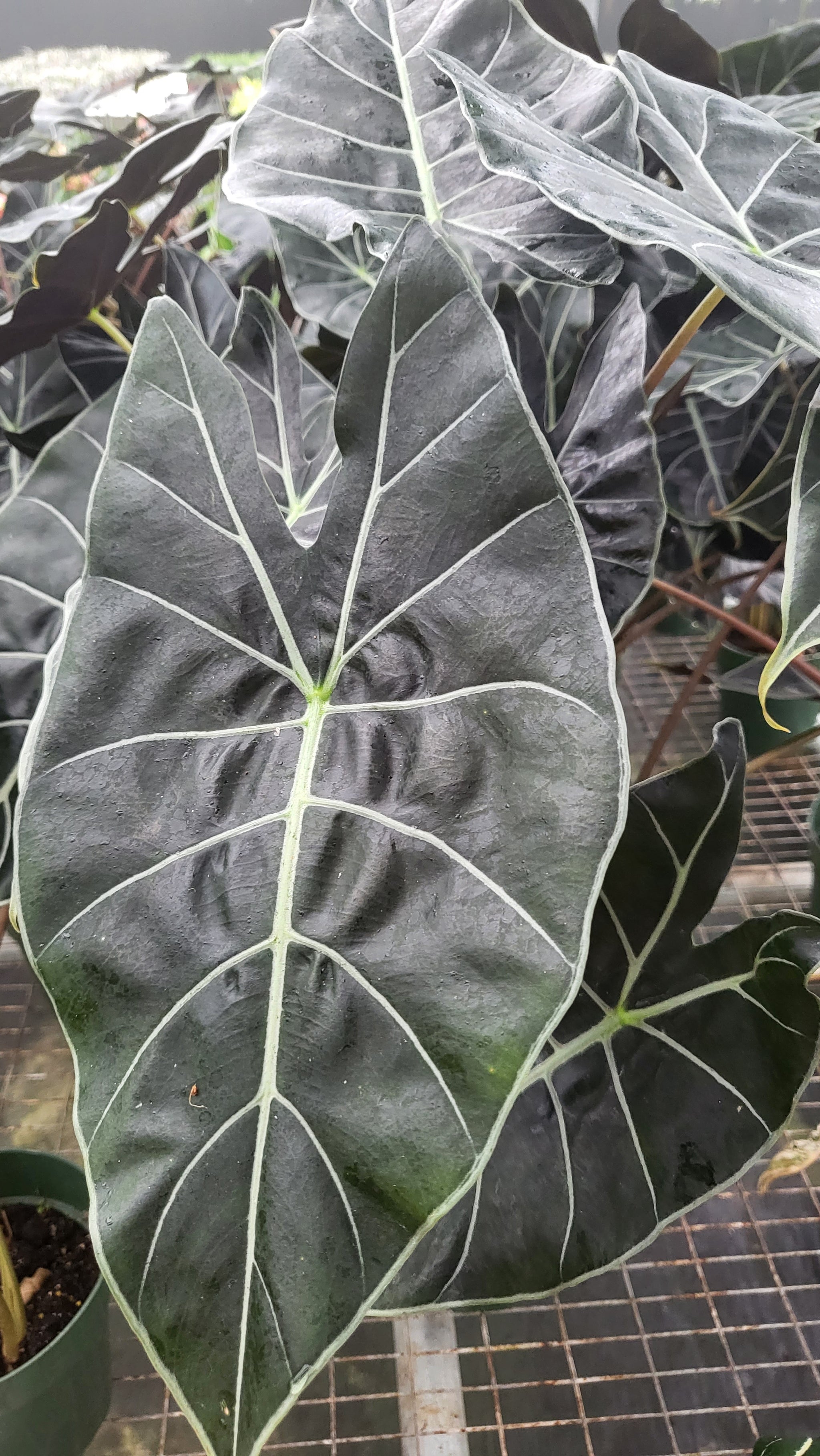 6" Alocasia Longiloba 'Dragon Tooth' – Coollective Plants
