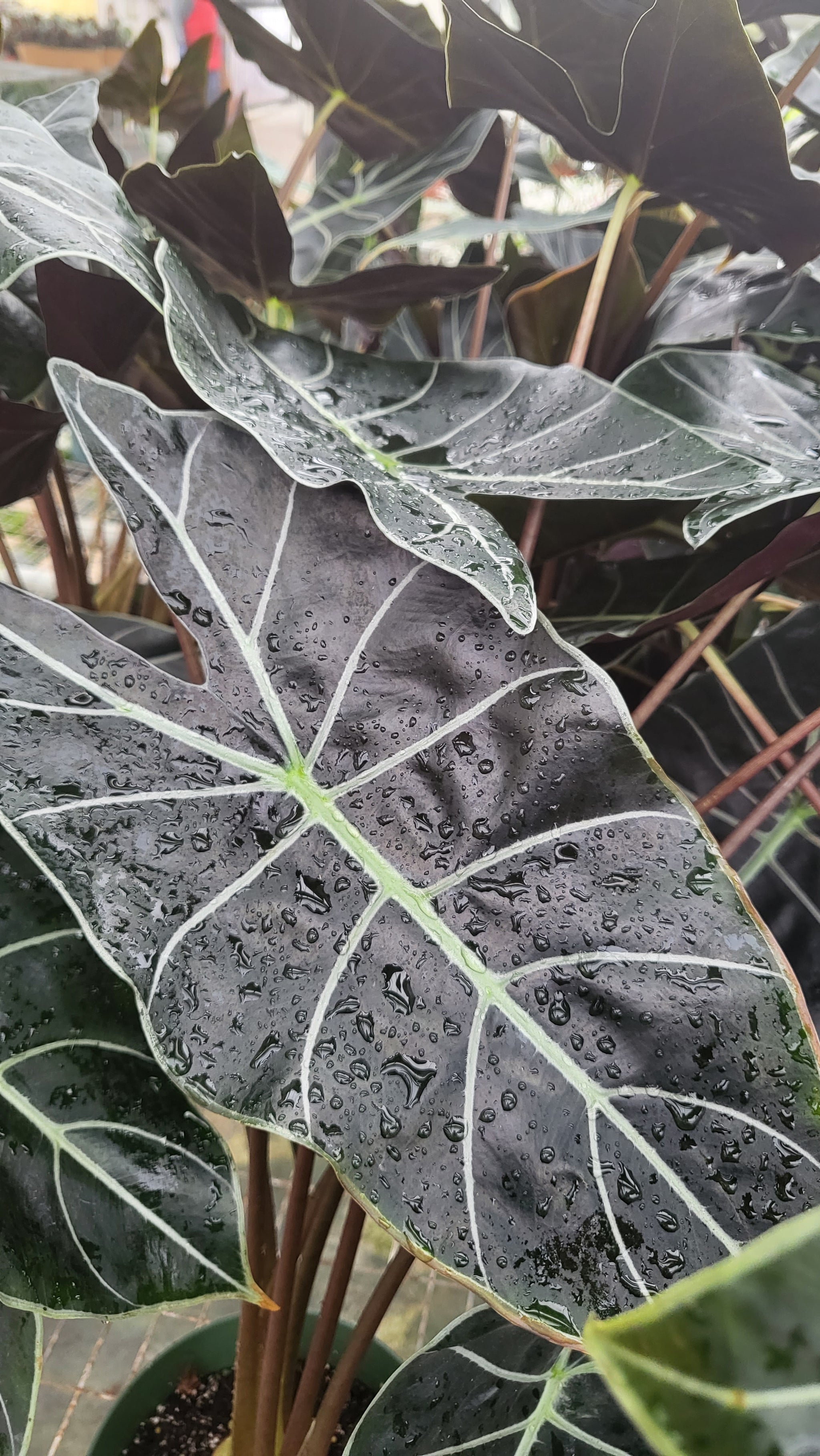 6" Alocasia Longiloba 'Dragon Tooth' – Coollective Plants