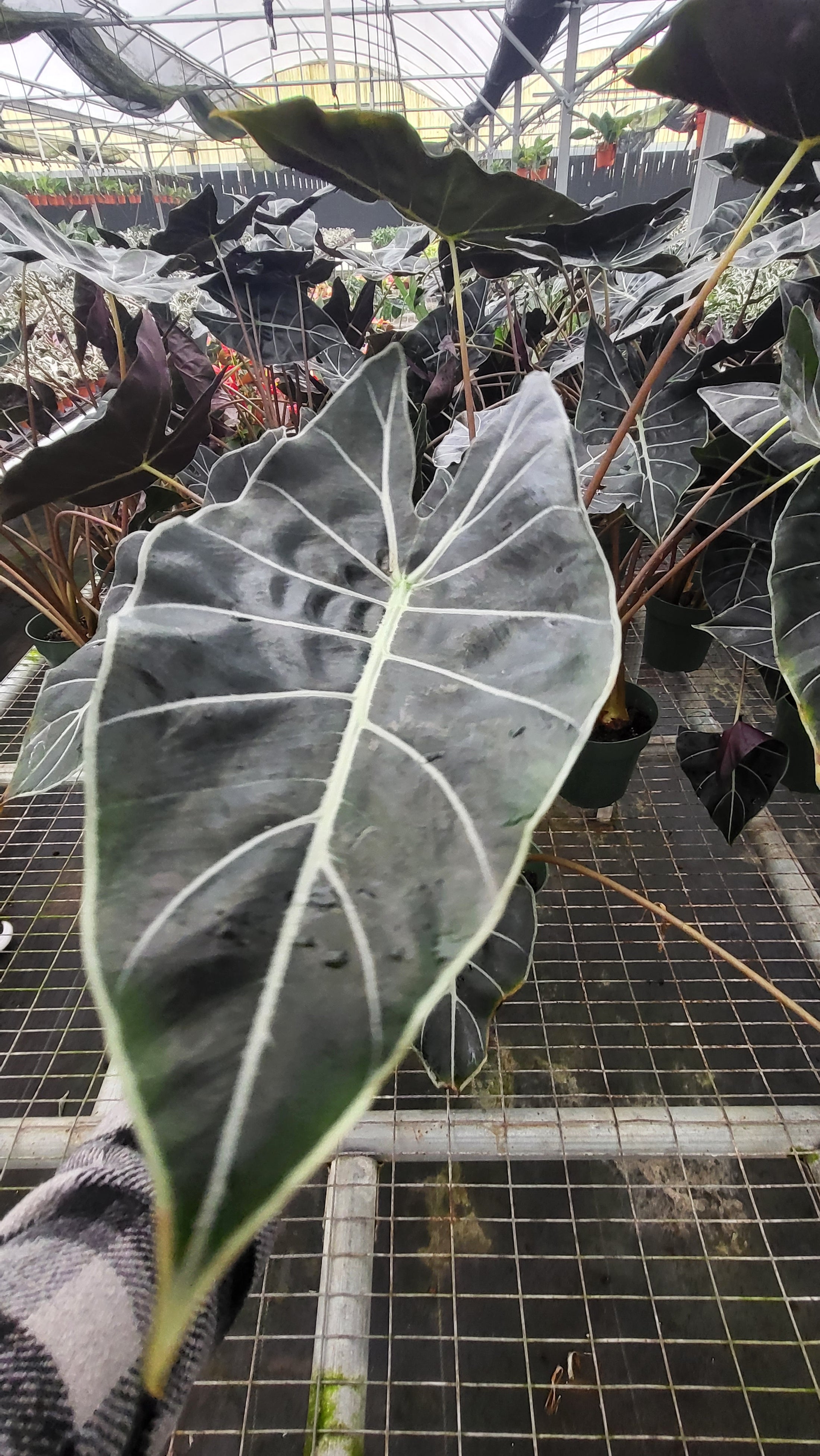 6" Alocasia Longiloba 'Dragon Tooth' – Coollective Plants