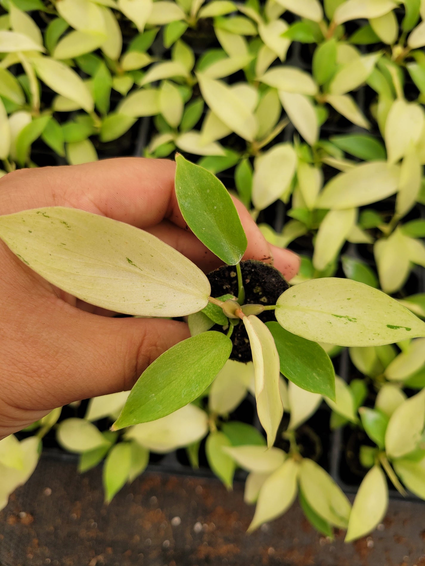 Baby Philodendron Snowdrift – Coollective Plants