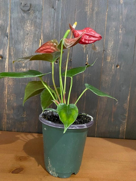 ANTHURIUM Coral Champion – Coollective Plants