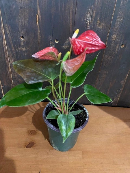 ANTHURIUM Coral Champion – Coollective Plants
