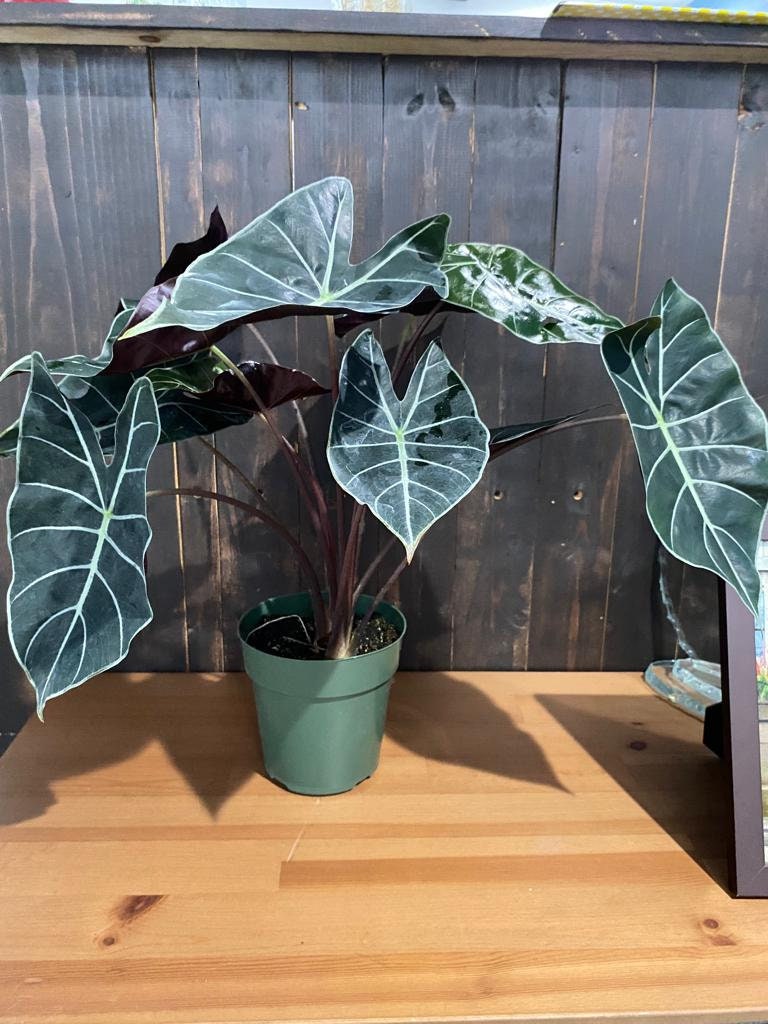 6" Alocasia Longiloba 'Dragon Tooth' – Coollective Plants