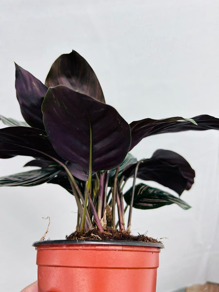 Calathea Ornata (PINK STRIPPED) – Coollective Plants
