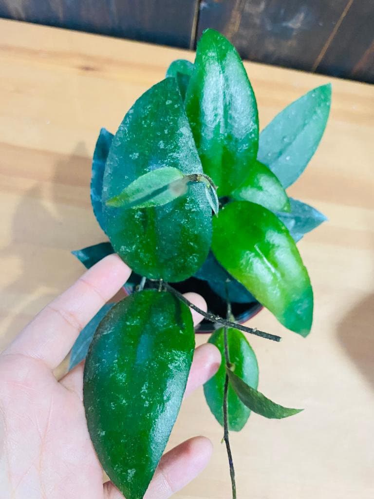 Hoya Sumatra 'Rare Hoya' – Coollective Plants