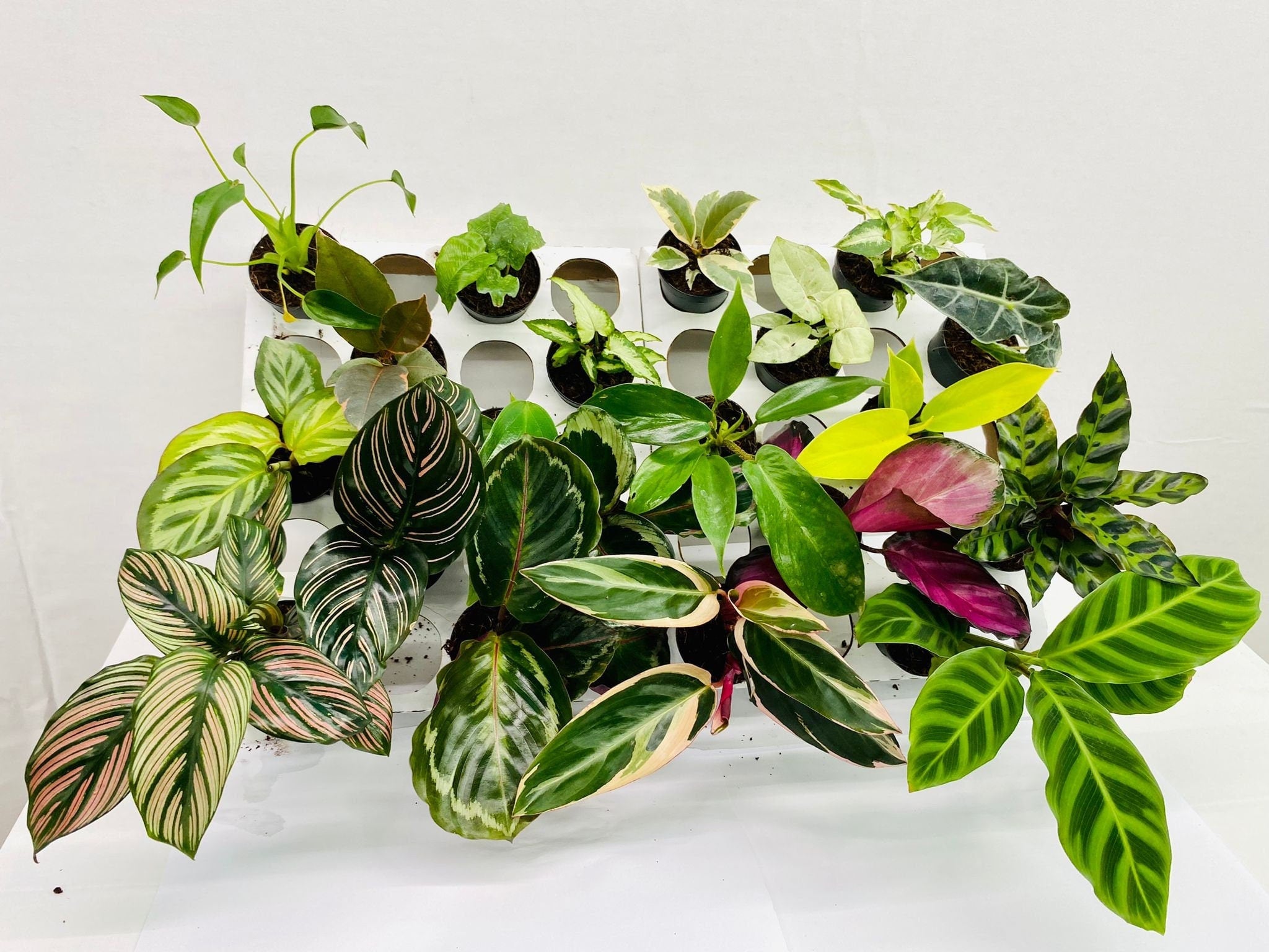 2-inch Plants – Coollective Plants