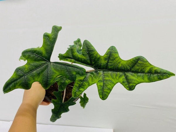 Alocasia Jacklyn "Rare Plant" – Coollective Plants