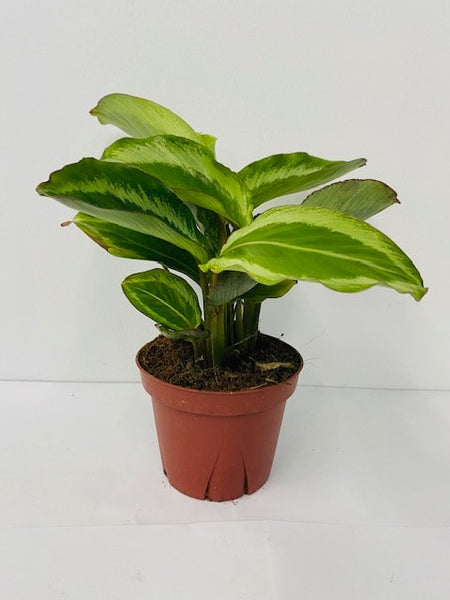 4" Calathea Bicajoux "Gecko" – Coollective Plants