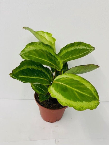 4" Calathea Bicajoux "Gecko" – Coollective Plants