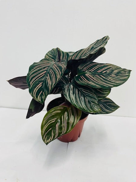 Calathea Ornata (PINK STRIPPED) – Coollective Plants