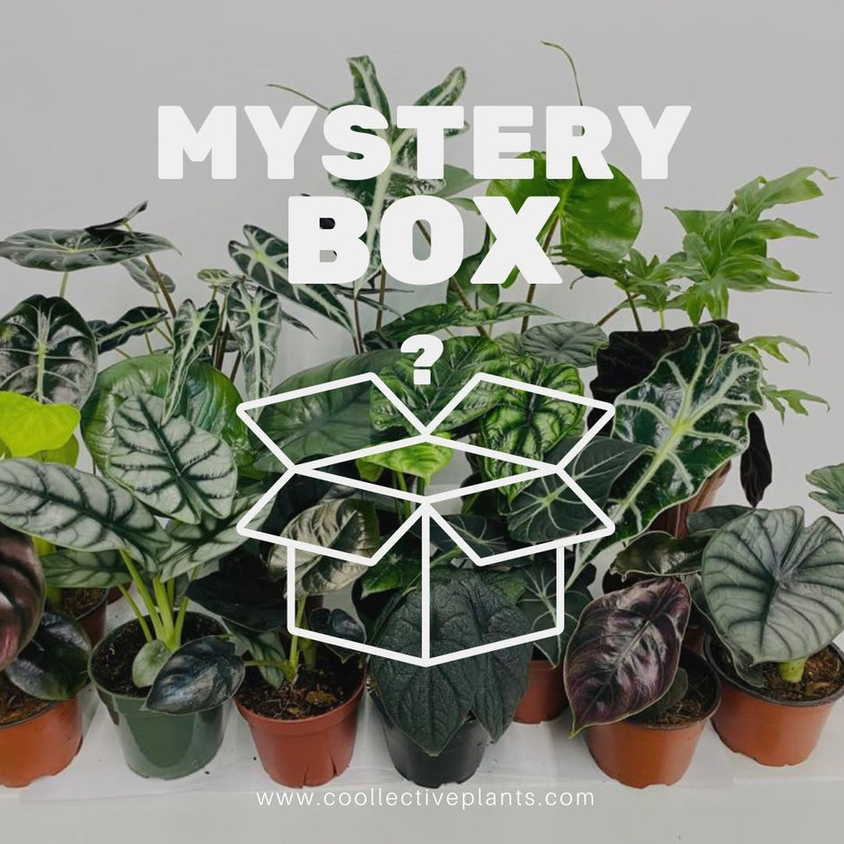 Mystery Box – Coollective Plants