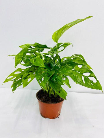 Monstera – Coollective Plants