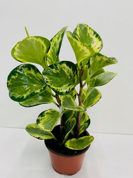Peperomia Golden Gate – Coollective Plants