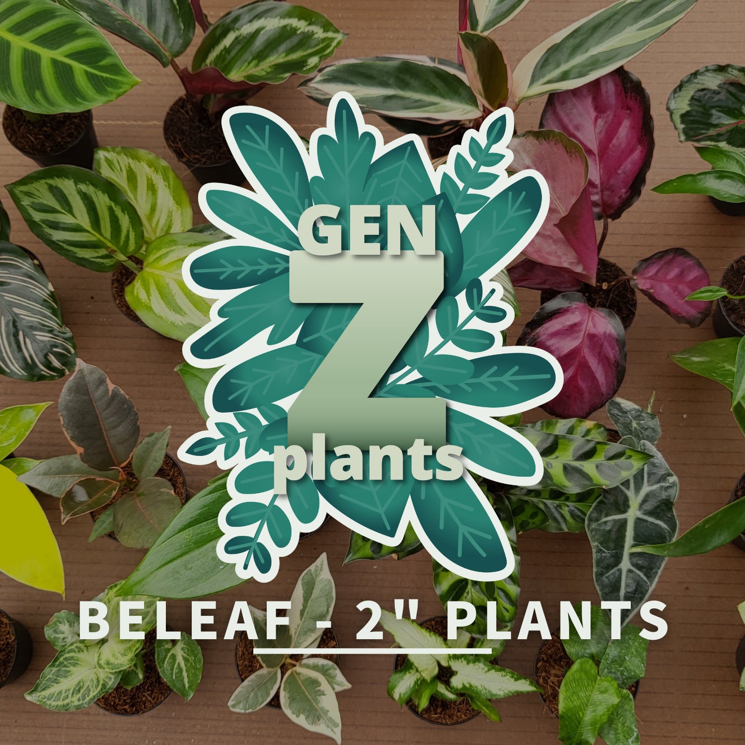 BELEAF 2" Plants "Basic Package" – Coollective Plants