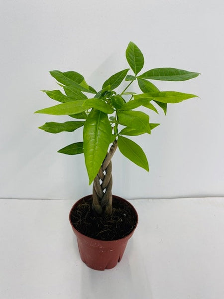 Money Tree Braid – Coollective Plants