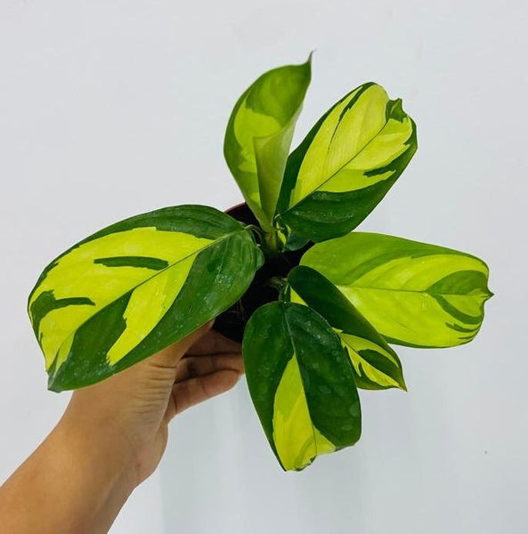 Calathea Pilosa – Coollective Plants